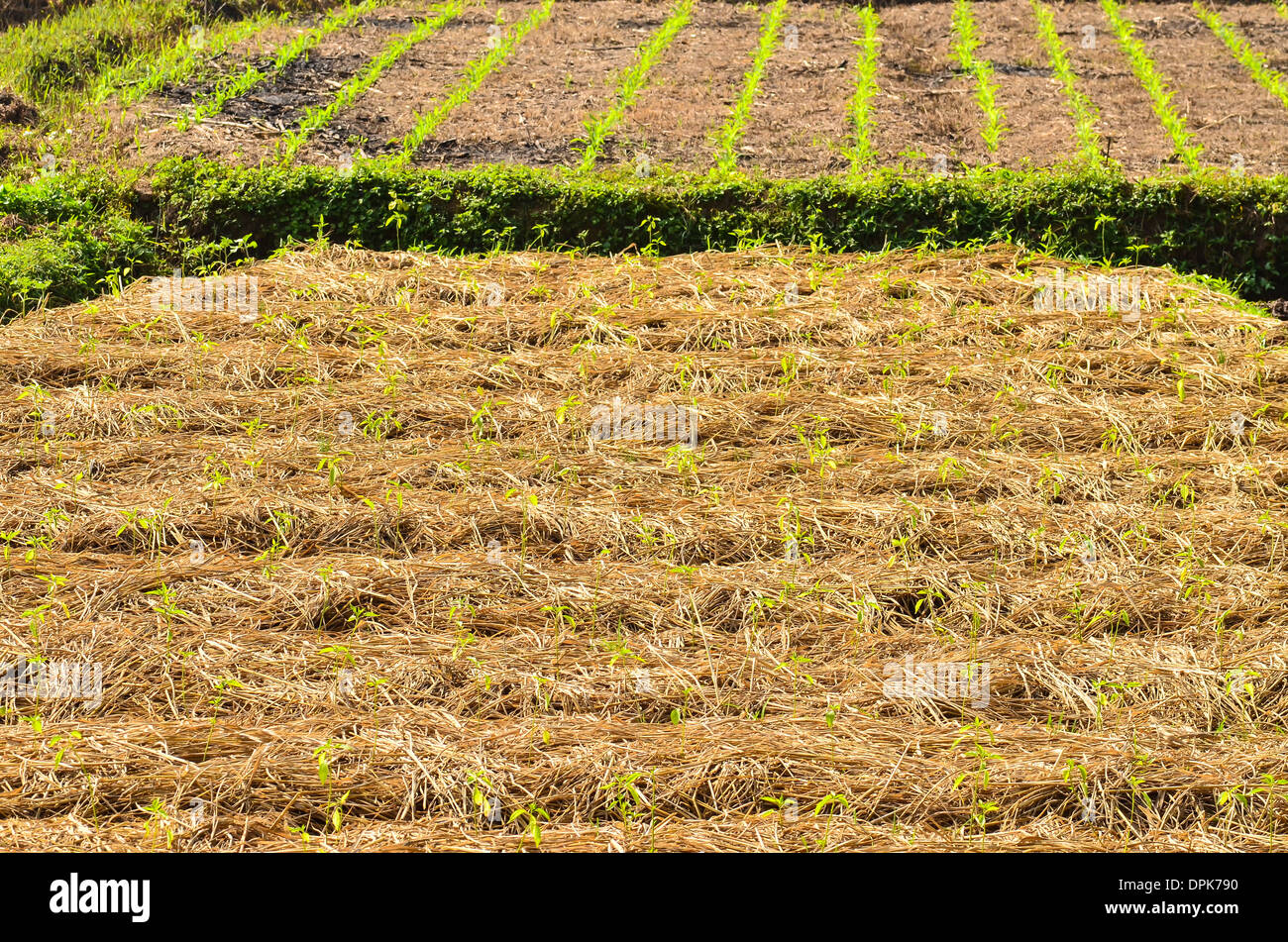 Chilli farming hi-res stock photography and images - Alamy