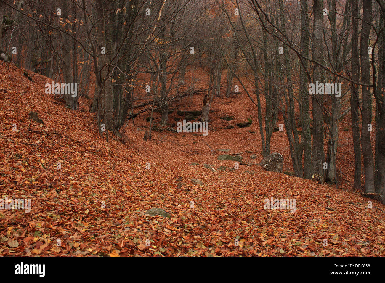 Crimean forest hi-res stock photography and images - Alamy
