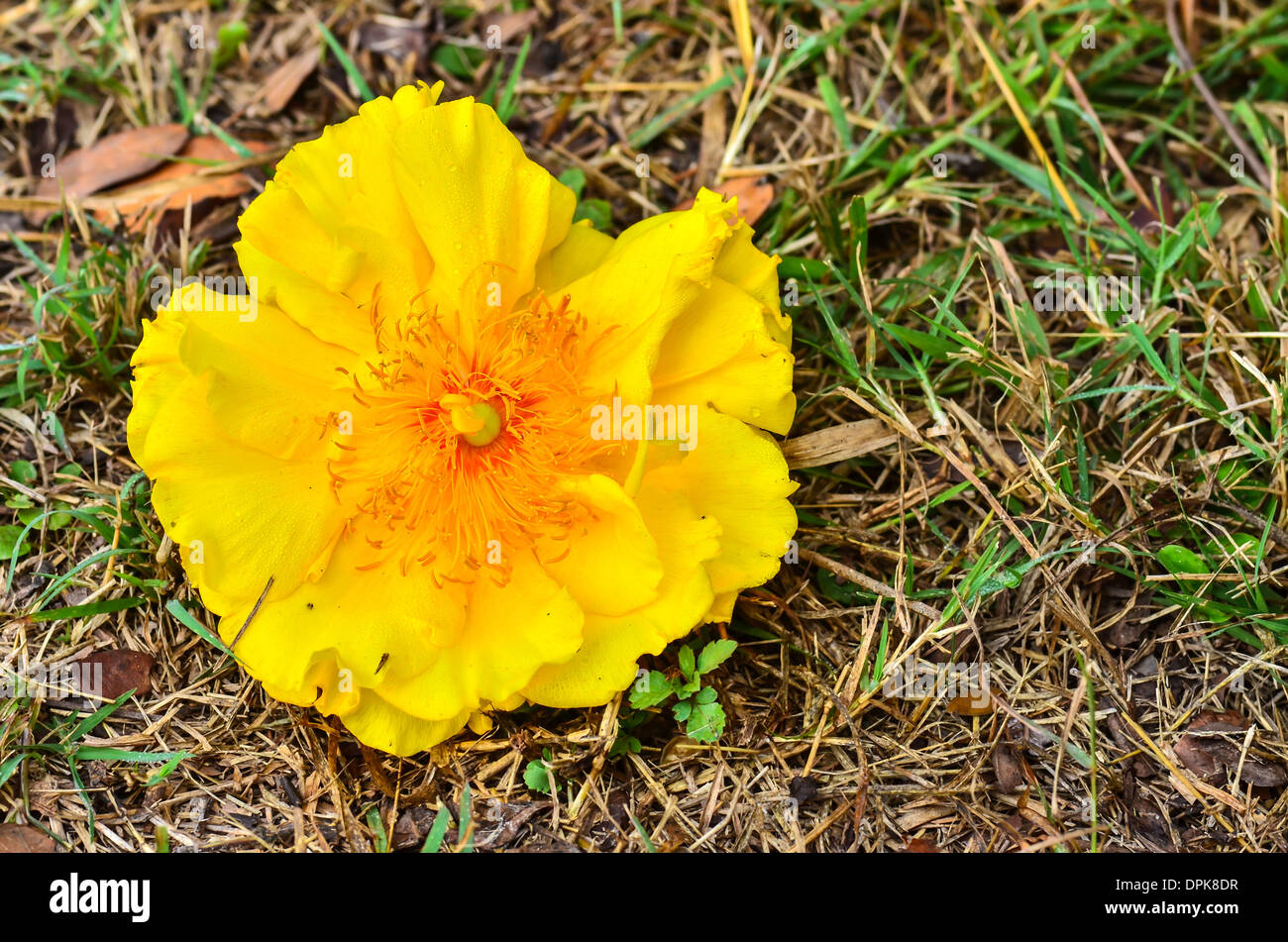 Cotton tree hi-res stock photography and images - Alamy