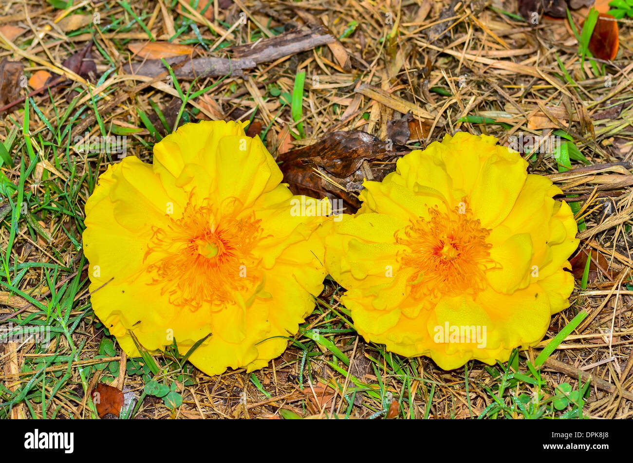 Yellow Nika flower Stock Photo - Alamy