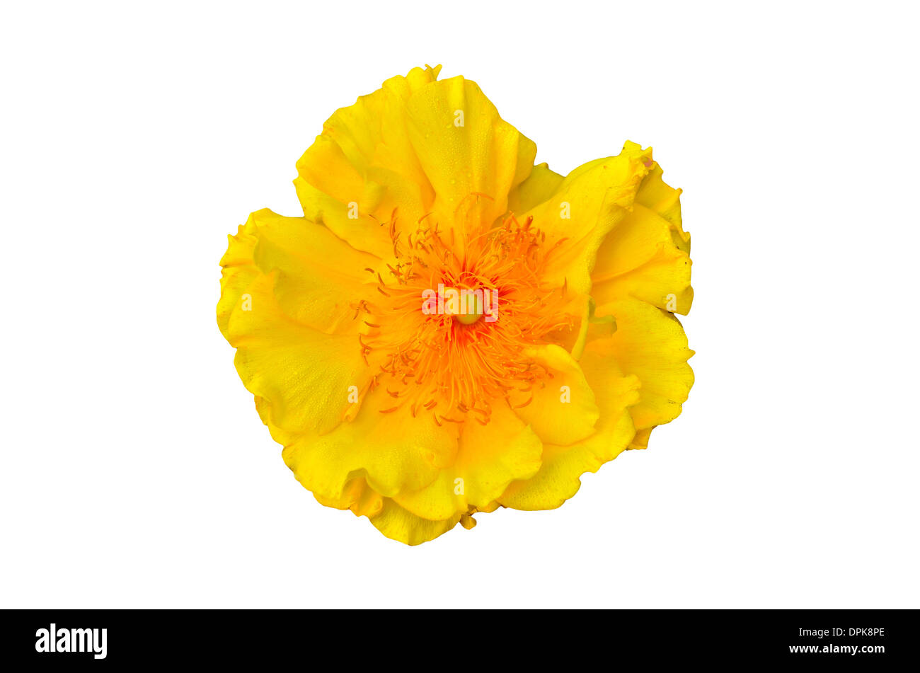 Bright yellow silk flower hi-res stock photography and images - Alamy
