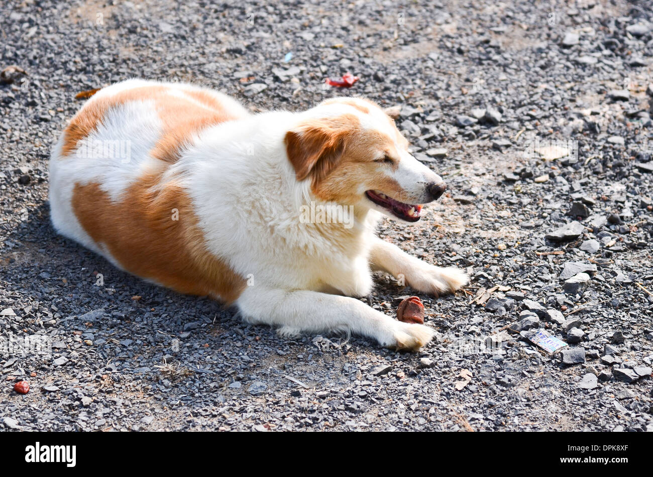 Cute dog eating bone Stock Photo - Alamy