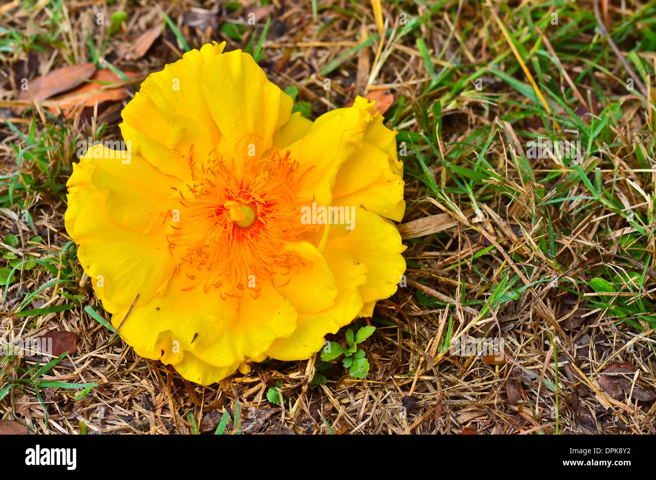 Yellow silk cotton tree Stock Photo - Alamy