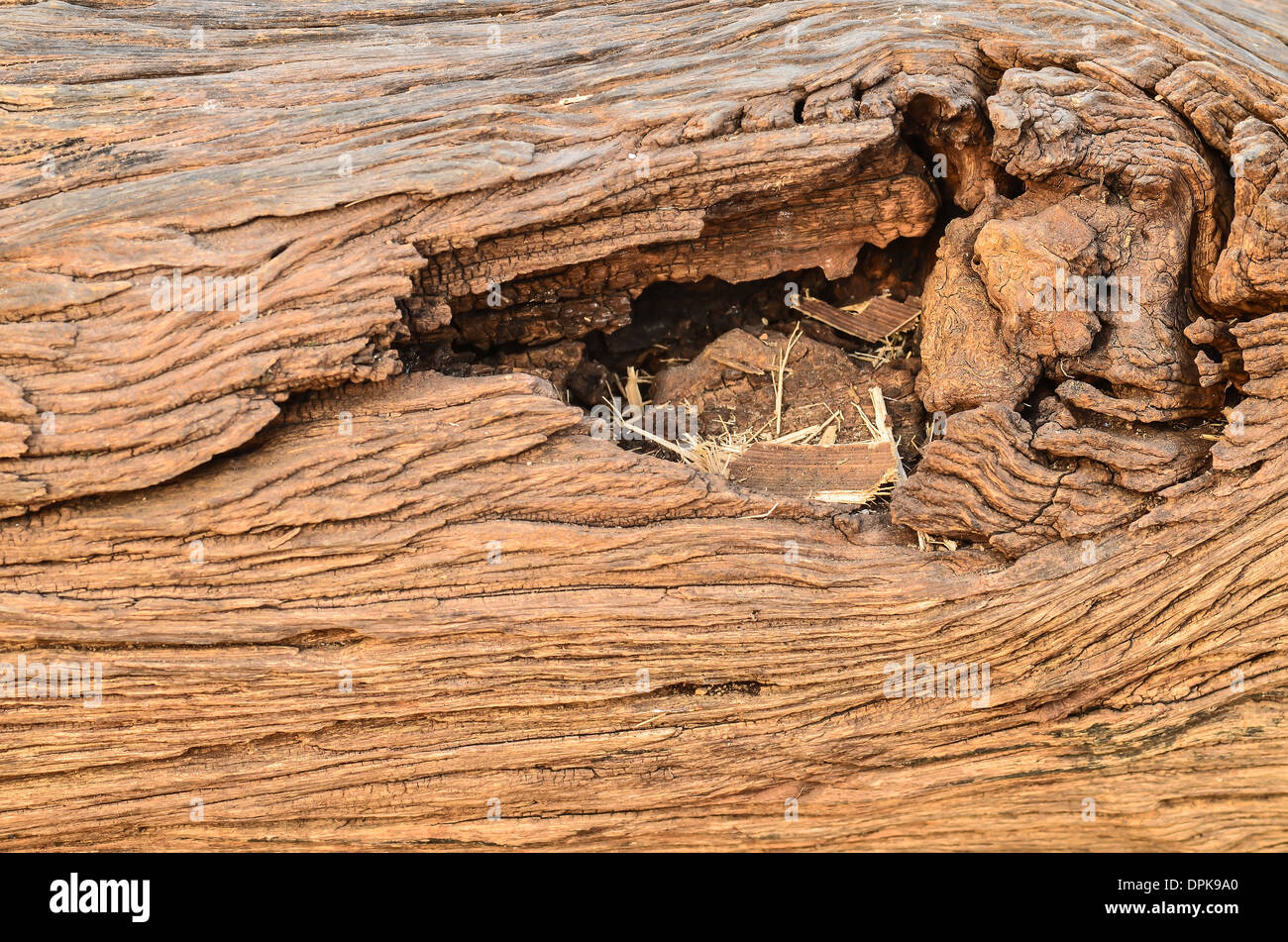 Gnarled tree hi-res stock photography and images - Alamy