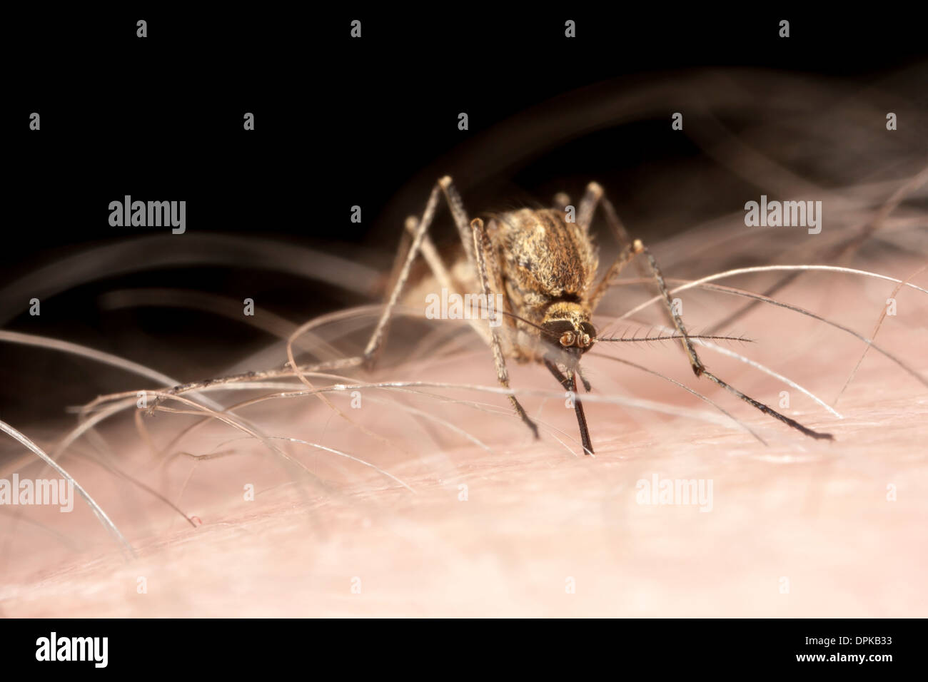 Gnat or mosquito on hairy skin preparing to insert its needle to suck ...