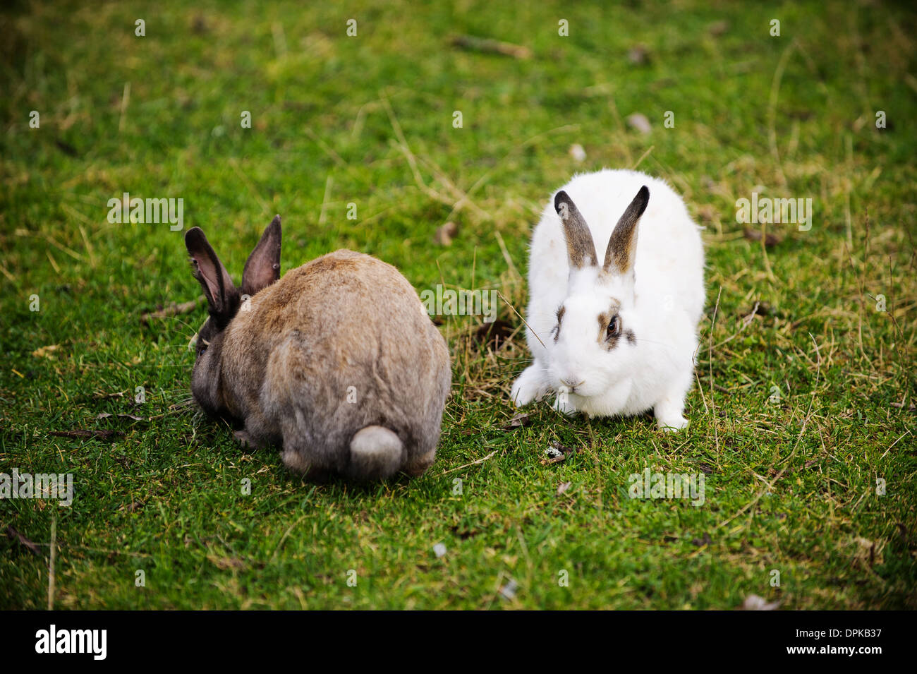Easter bunnies on green grass. Two rabbit eating green grass Stock ...