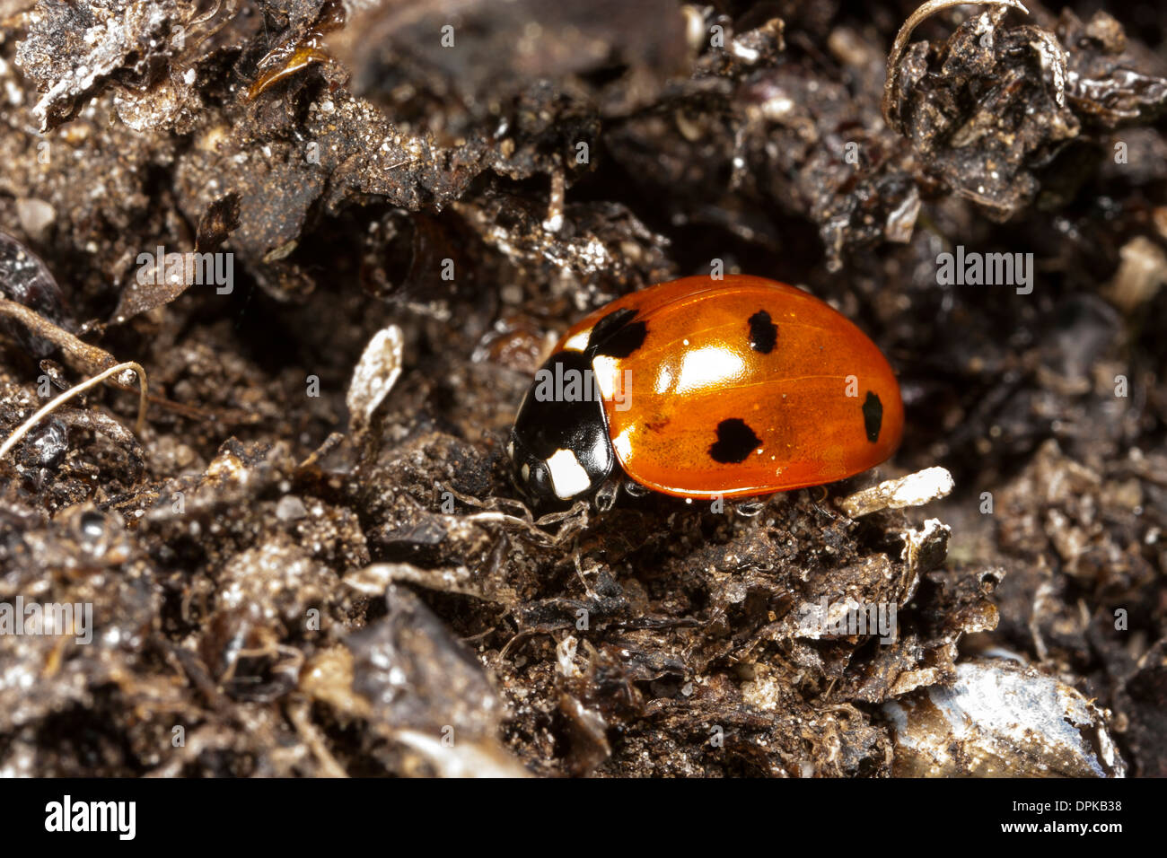 Spot the insect hi-res stock photography and images - Alamy
