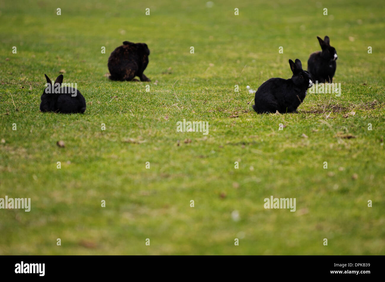 Bunnies hi-res stock photography and images - Alamy