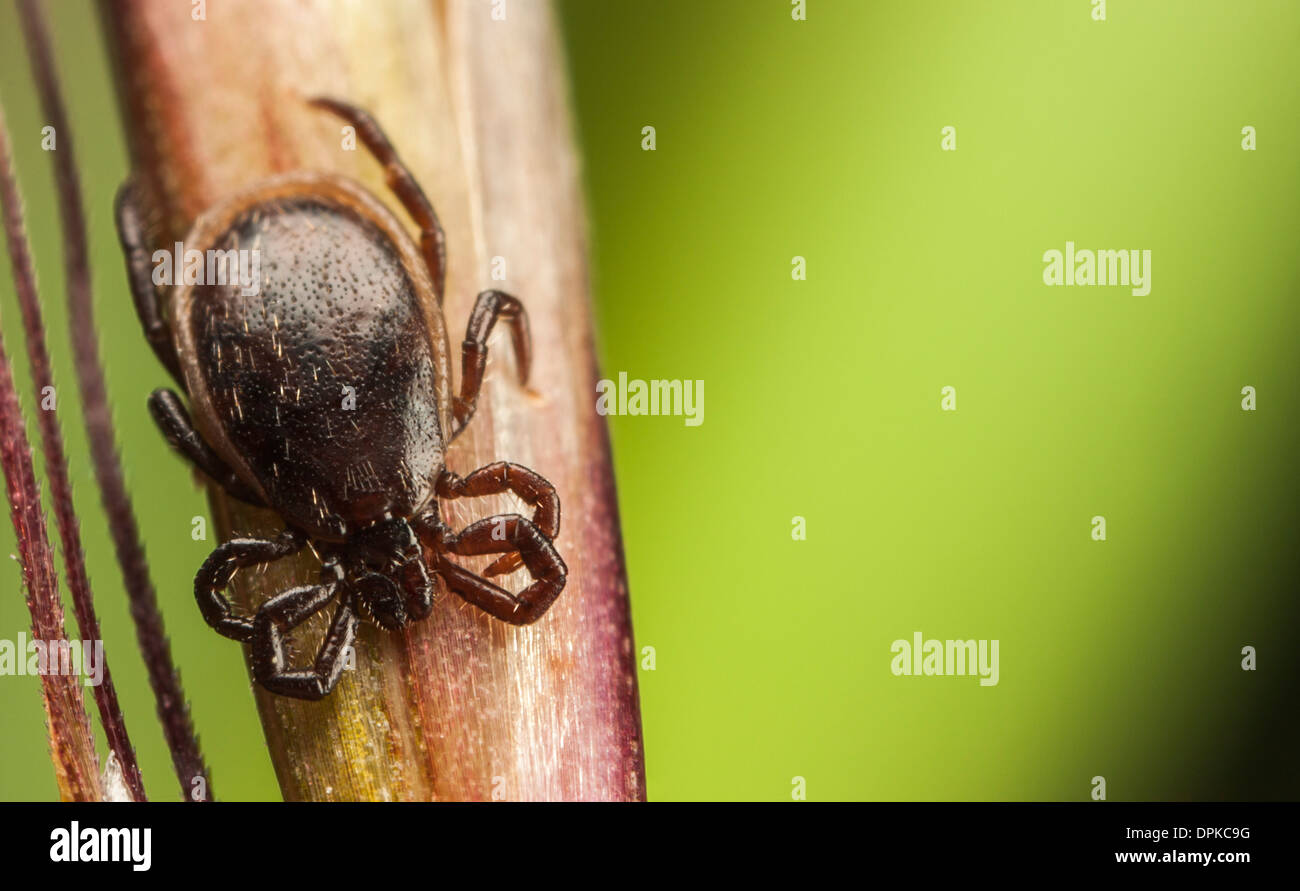 Dark brown tick on a plant stalk Stock Photo - Alamy