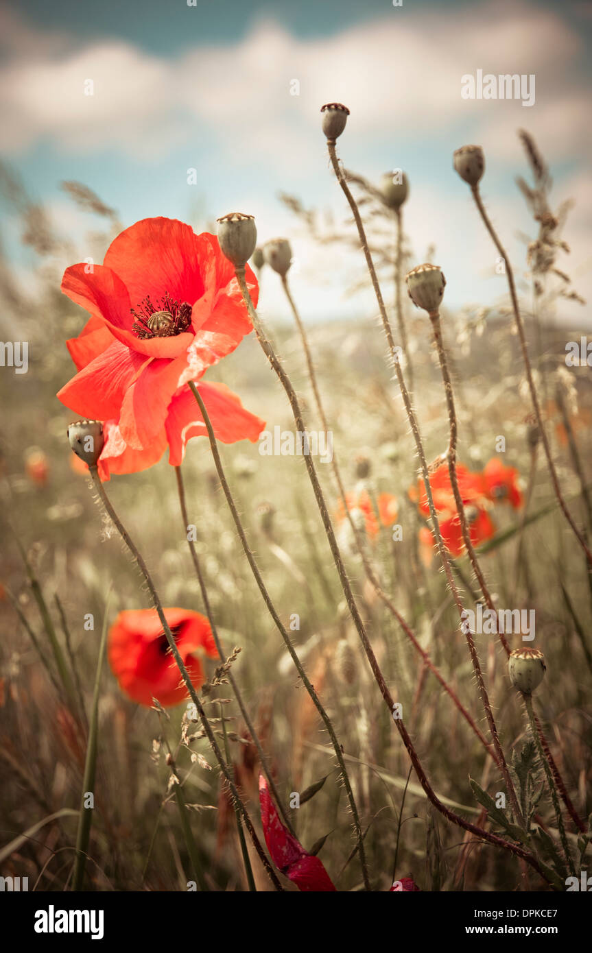 Poppy in a field Stock Photo - Alamy