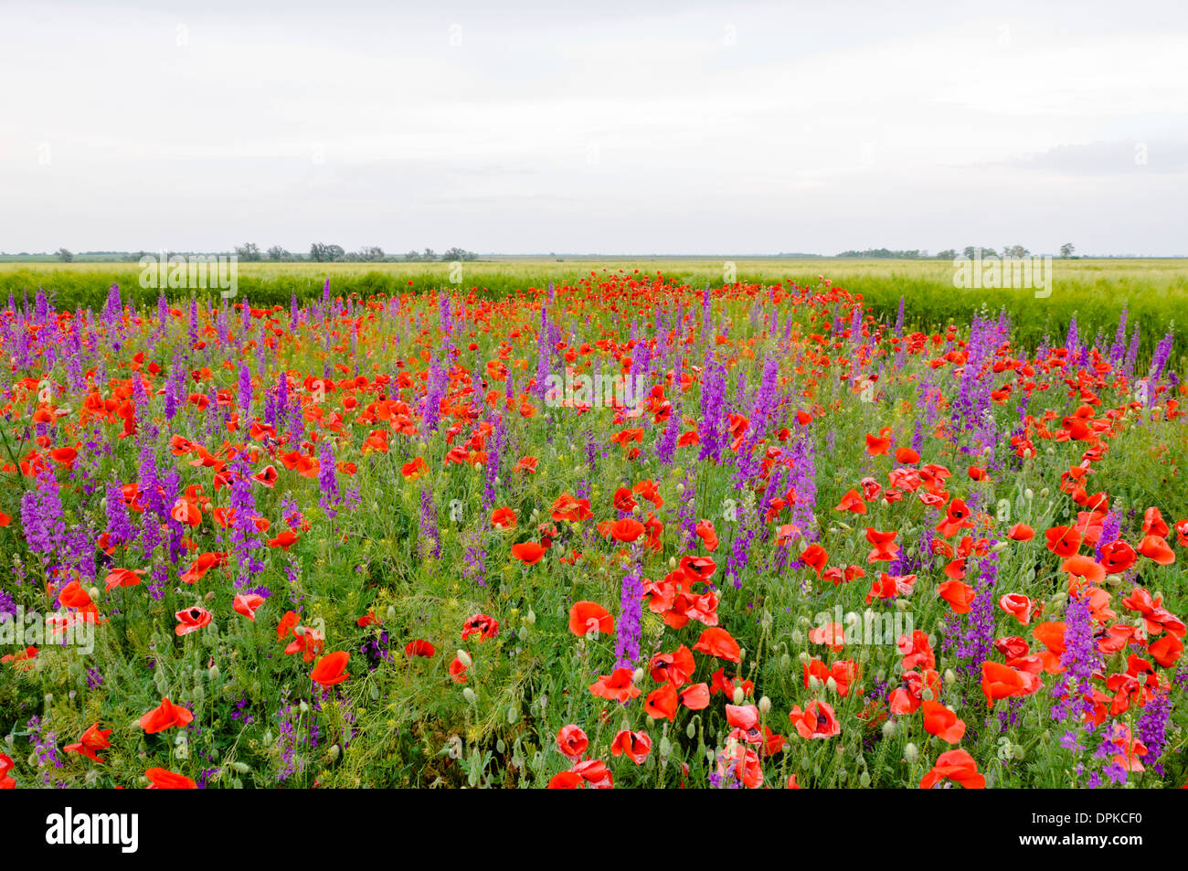 Poppy in a field hi-res stock photography and images - Alamy