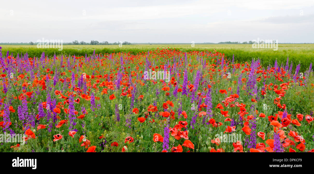 Poppy in a field hi-res stock photography and images - Alamy