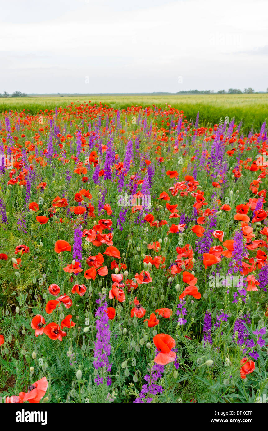 Poppy in a field Stock Photo - Alamy