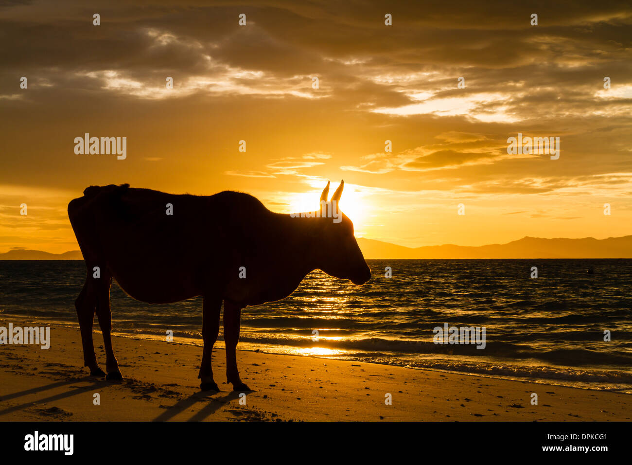 Cows on the beach background sea and sunrise Stock Photo - Alamy