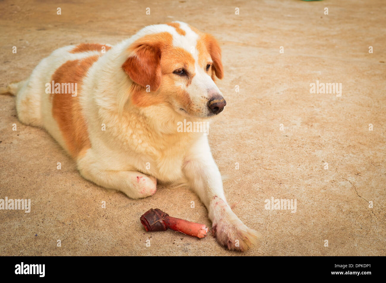 Cute dog eating bone Stock Photo - Alamy