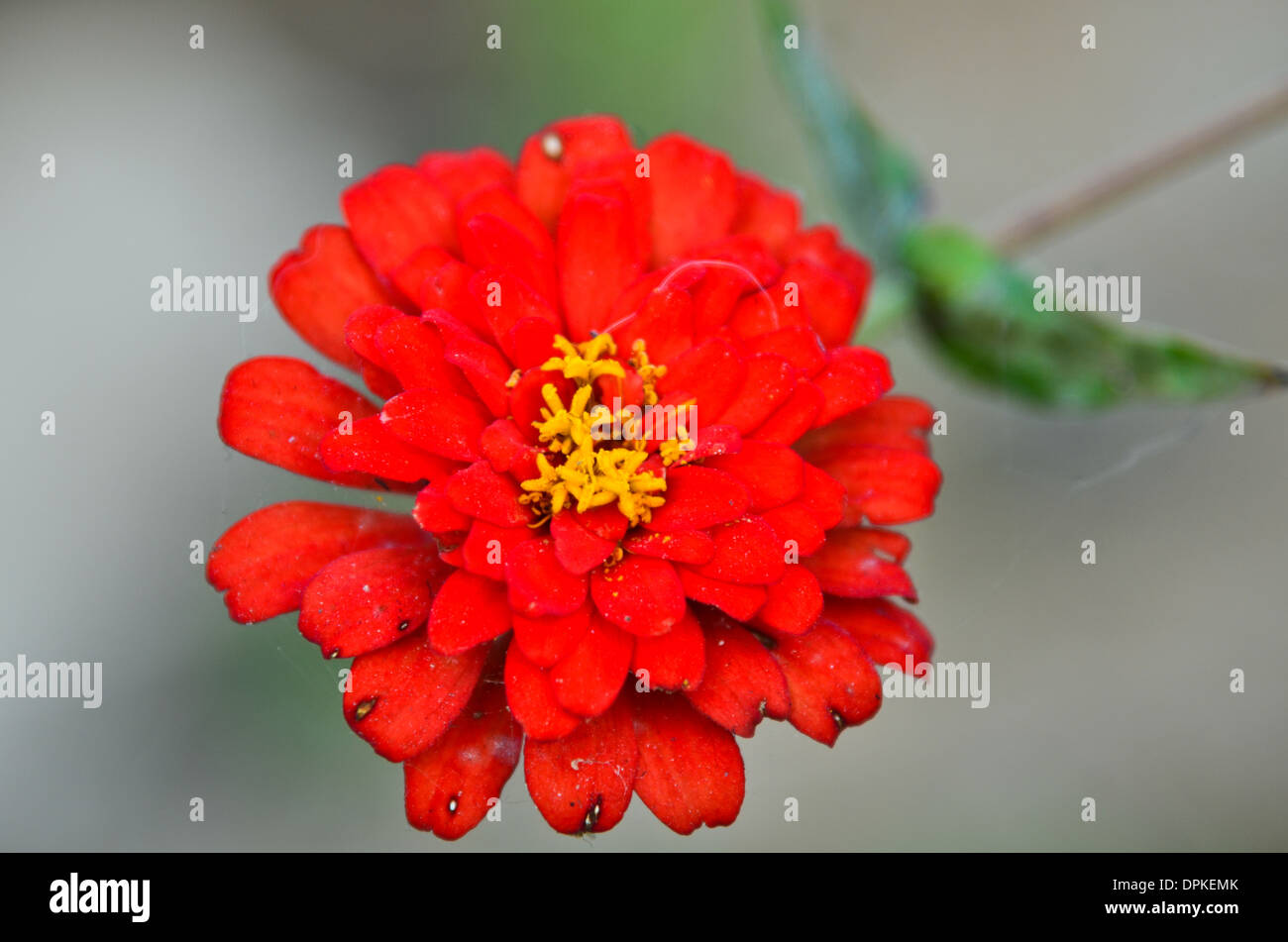 Colorful flower red in nature Stock Photo - Alamy