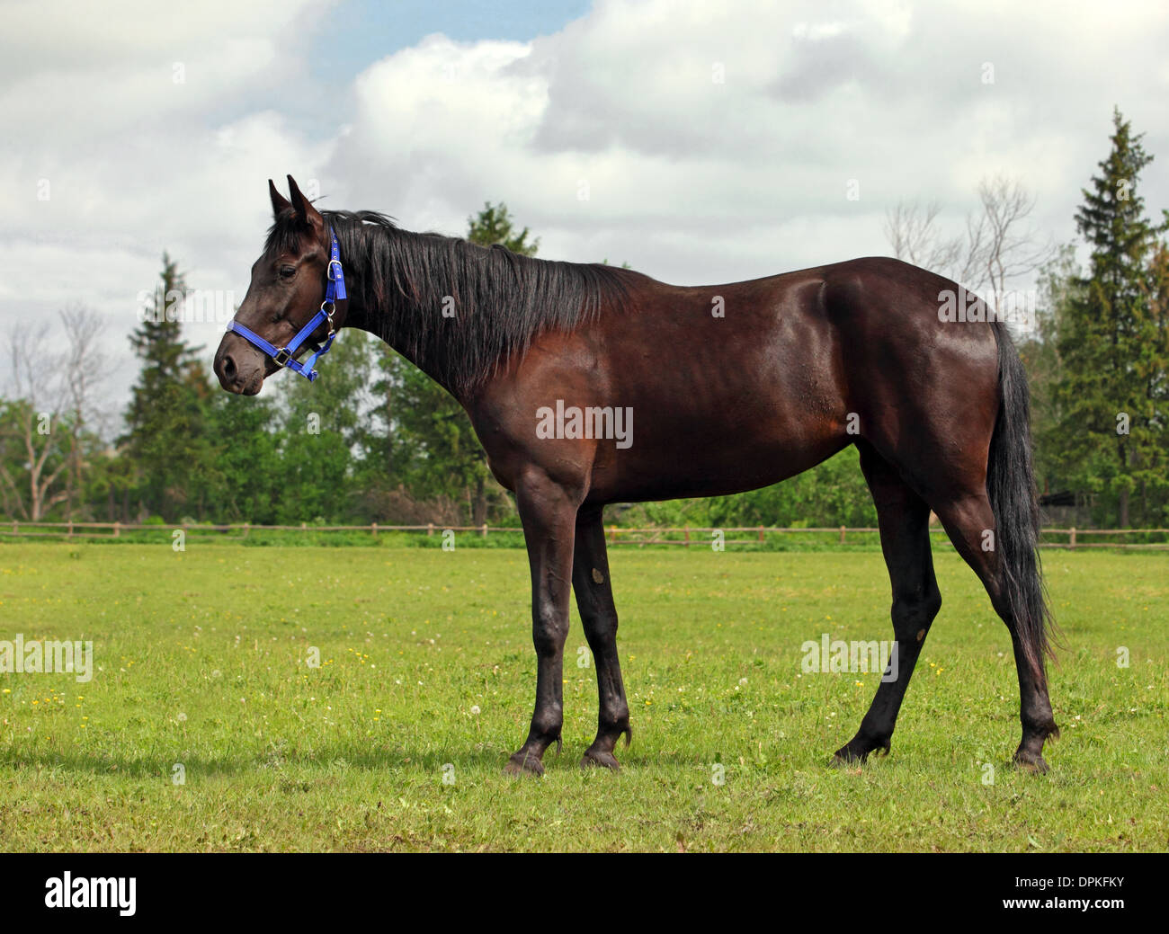 Young brown purebred stallion in field Stock Photo - Alamy