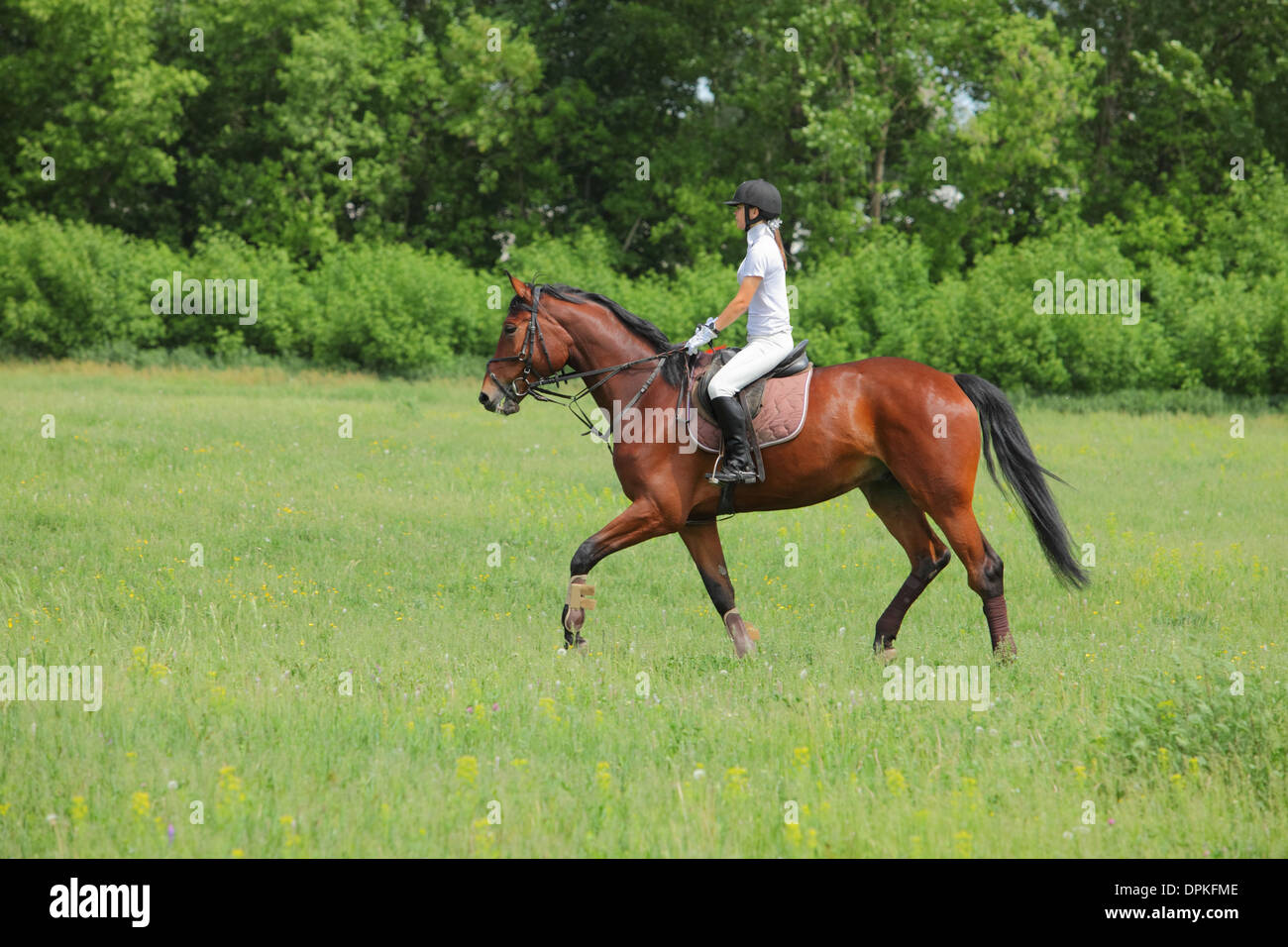 Kid rider trains the horse in the riding course Stock Photo - Alamy