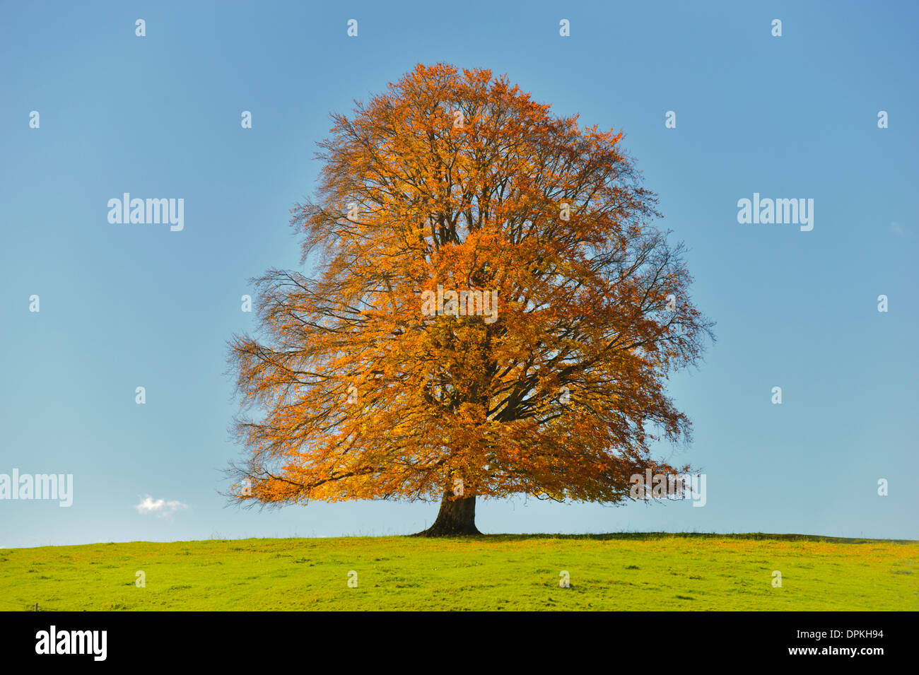Big beech tree hi-res stock photography and images - Alamy