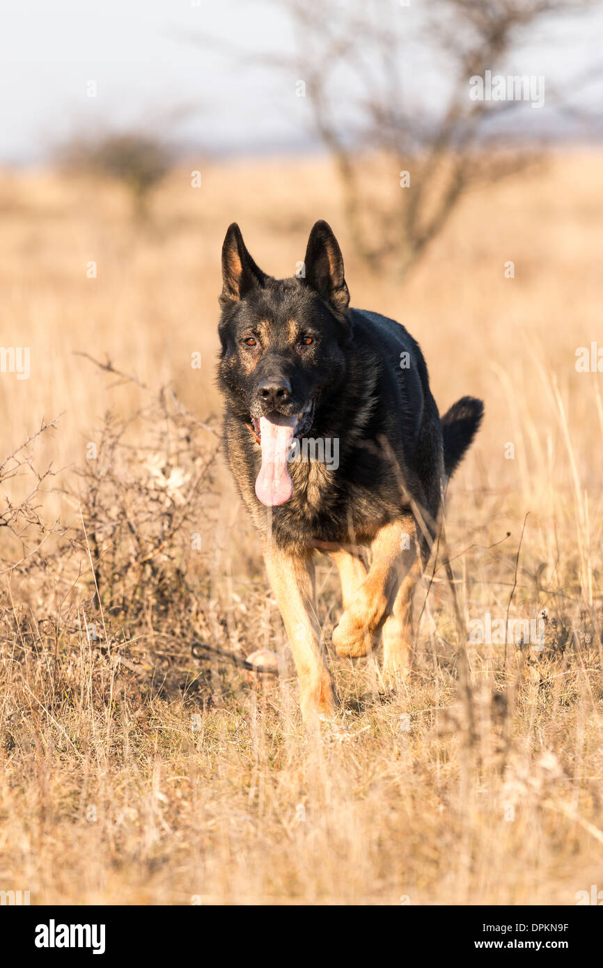 Close up good shepherd hi-res stock photography and images - Alamy
