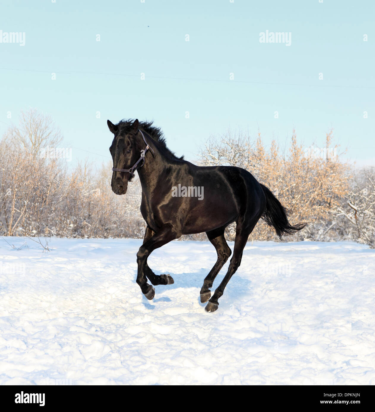 Thoroughbred action hi-res stock photography and images - Alamy