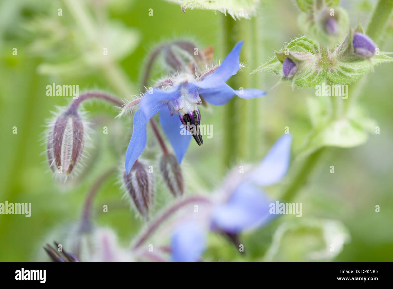 Close up of Blue Borage Flowers with shallow depth of field Stock Photo ...