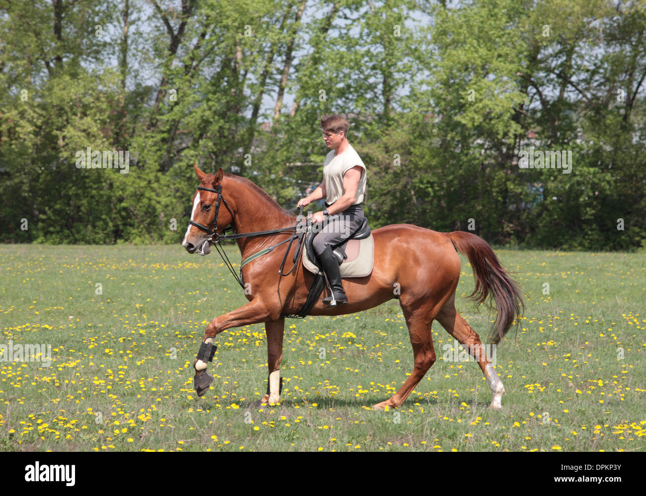 Rider goes gallop on the dressage horse Stock Photo - Alamy