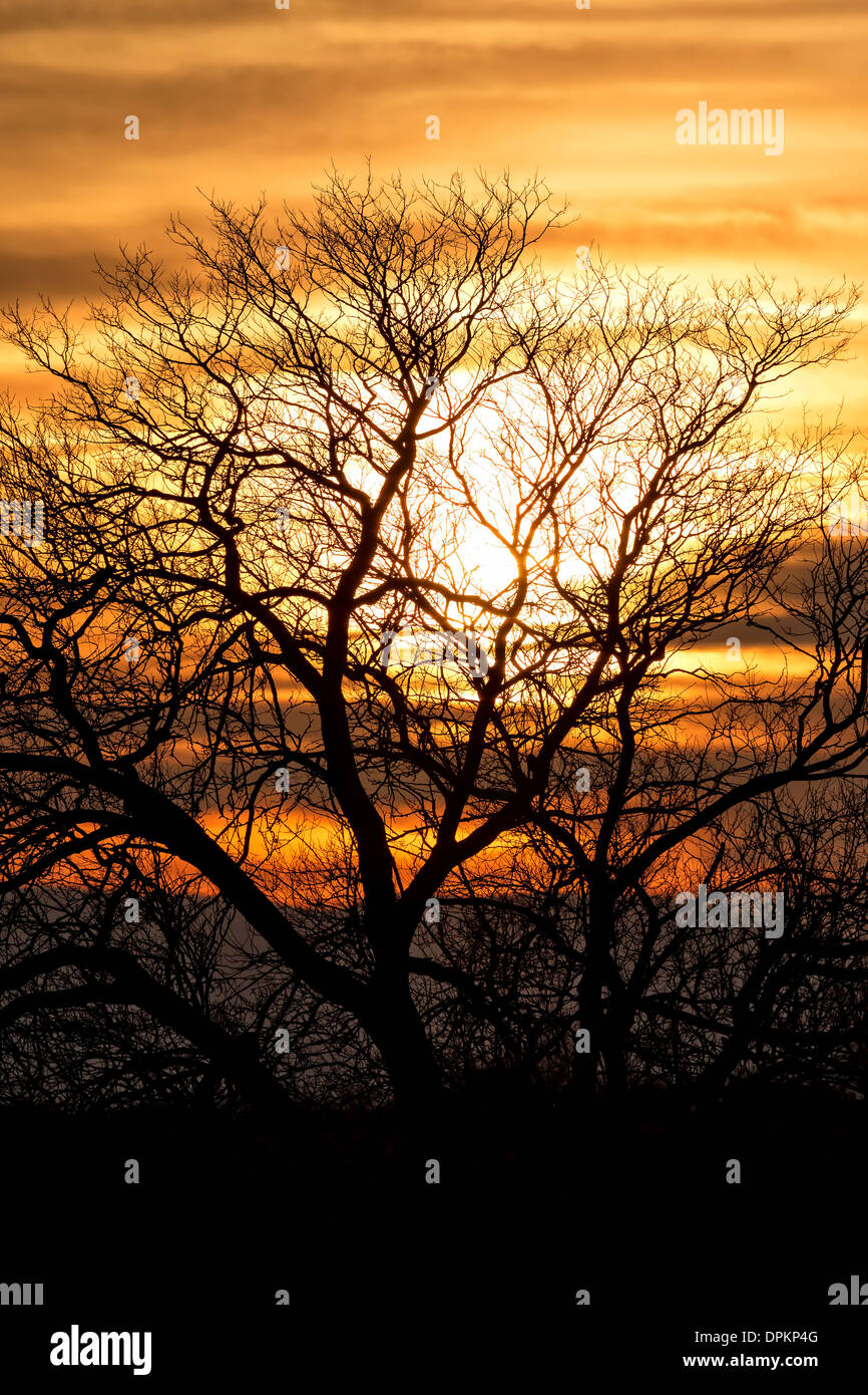 Beautiful sunset landscape with trees Stock Photo - Alamy
