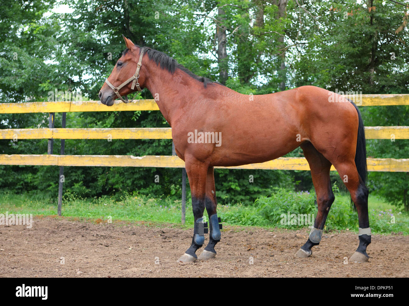 Holstein bay horse in farm Stock Photo - Alamy