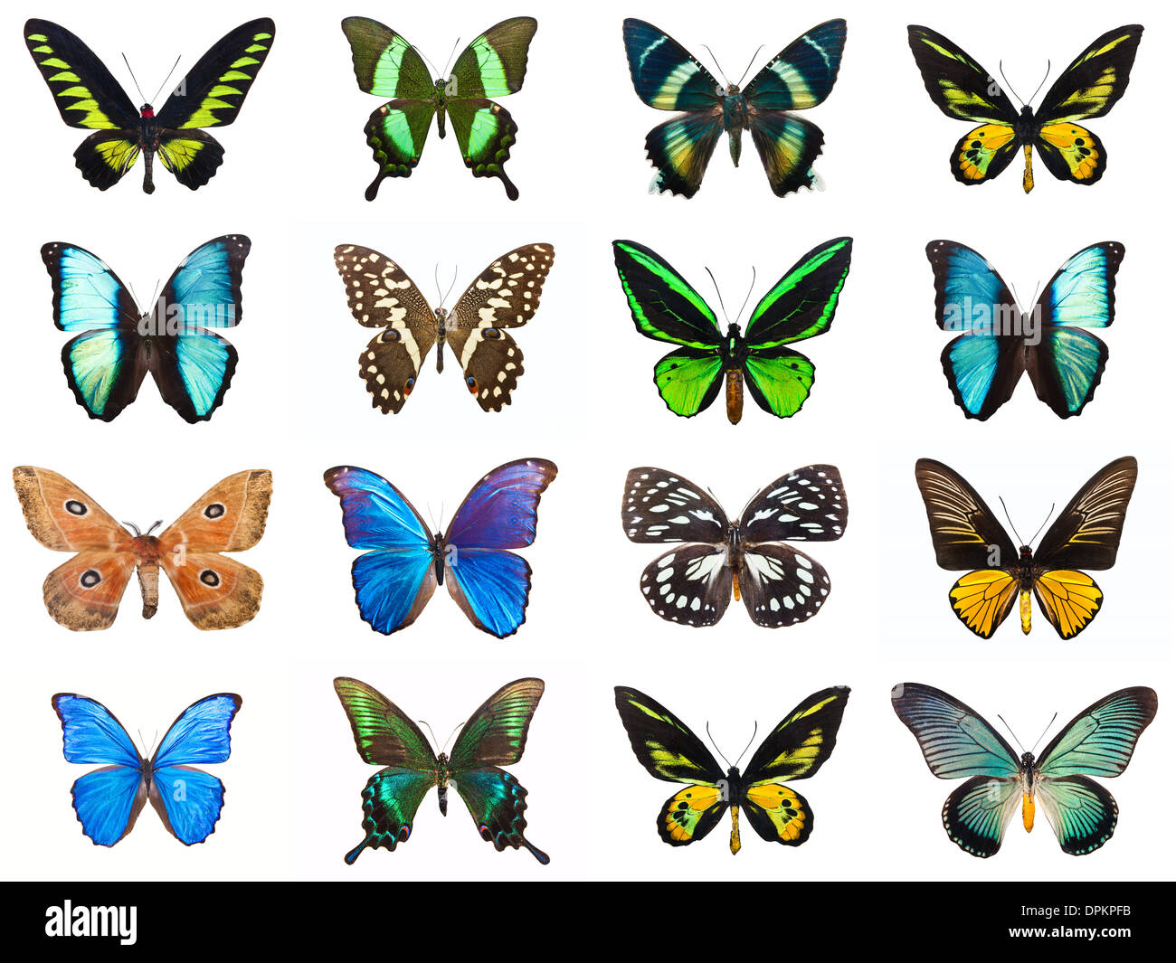 Tropical butterflies hi-res stock photography and images - Alamy