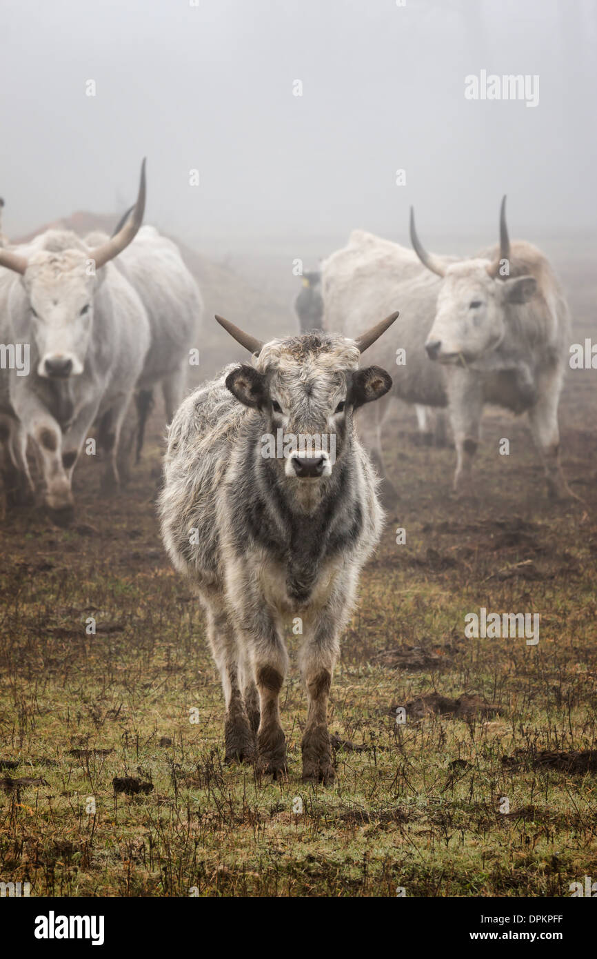 Young Hungarian grey bull in the foggy field Stock Photo - Alamy