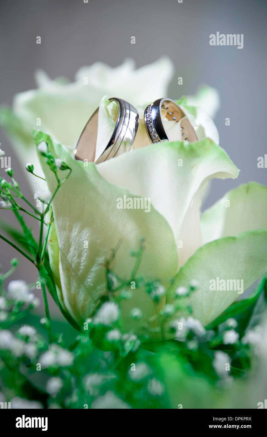 Engagement rings in white rose Stock Photo - Alamy