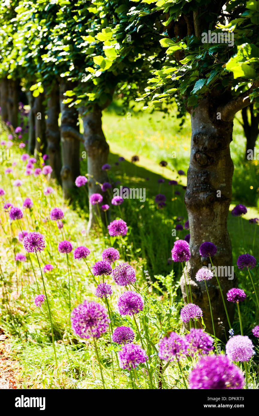 Allium nature hi-res stock photography and images - Alamy