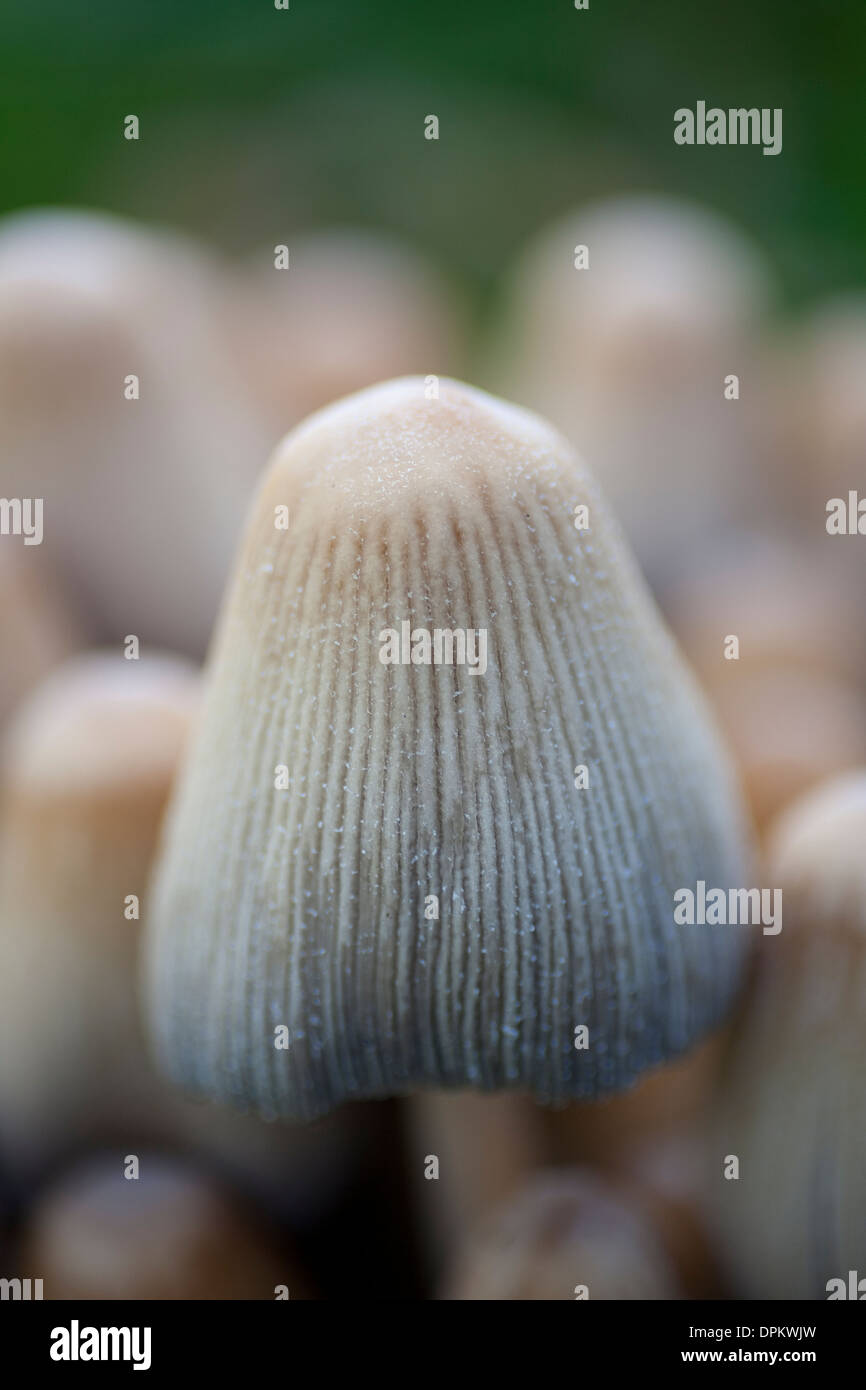 Ink Cap Mushroom Stock Photo - Alamy