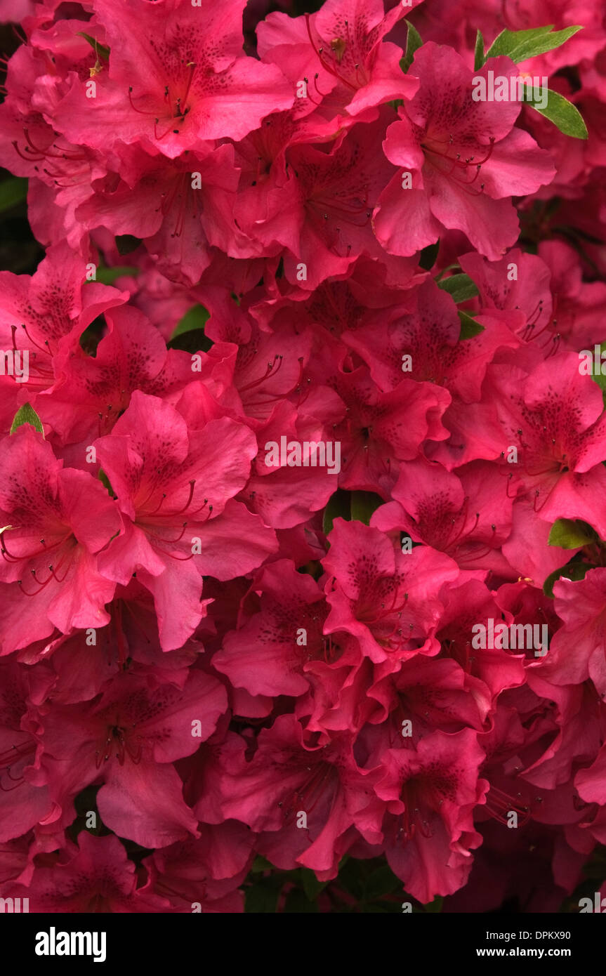 bright hot flowers in bloom Stock Photo - Alamy