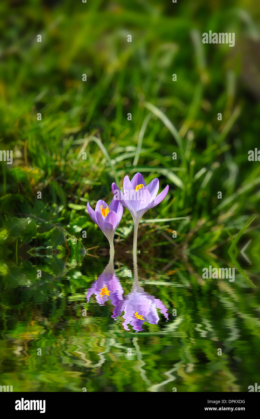 Spring flowers catching the sunlight with a water reflection digitally ...