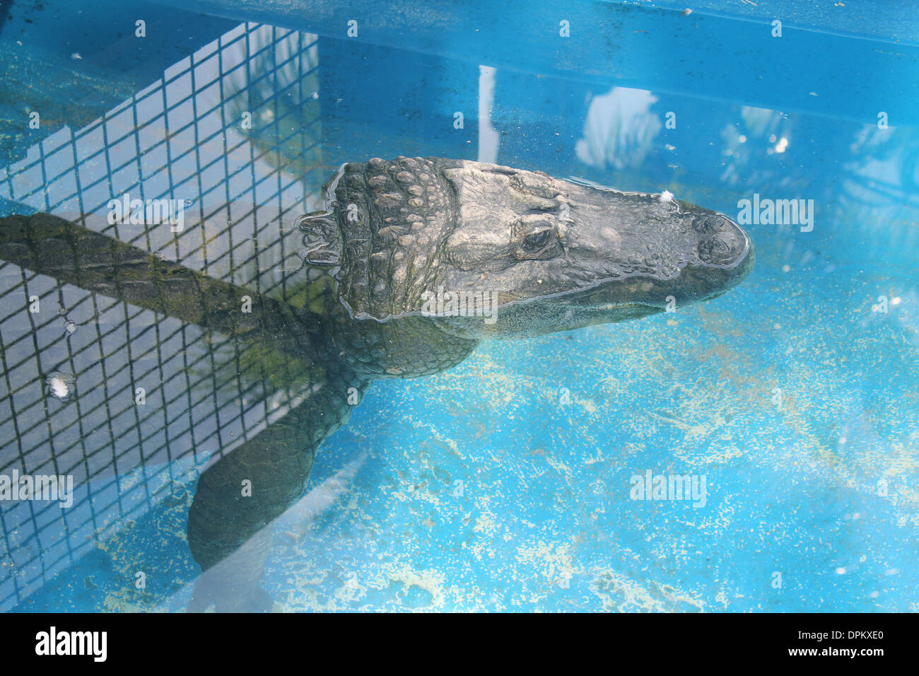 Alligator in blue water Stock Photo - Alamy