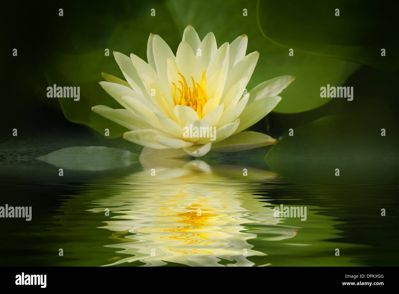 Yellow Lotus Flower In Water