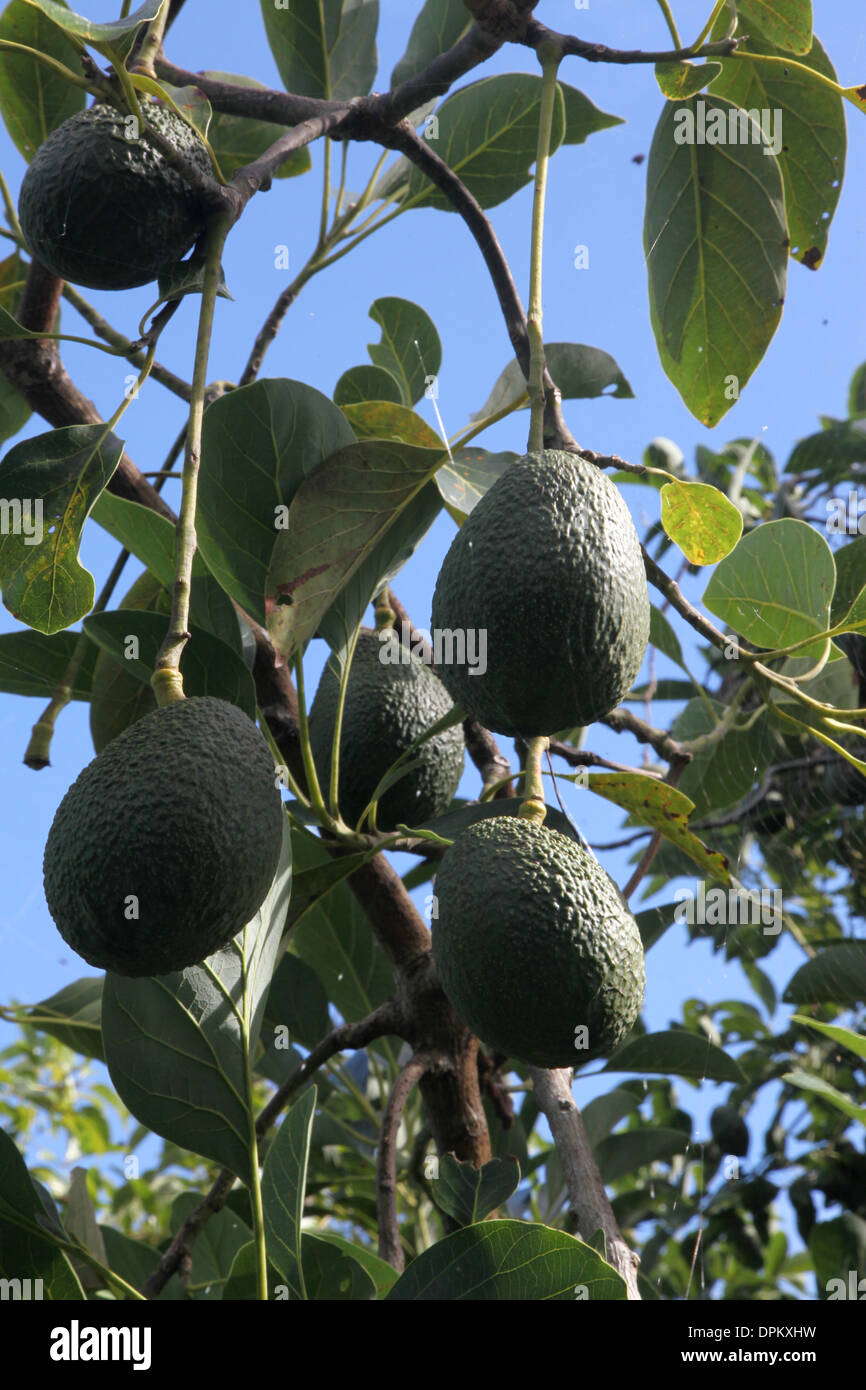 The Avocado or Alligator pear growing in profusion on a tree against a ...