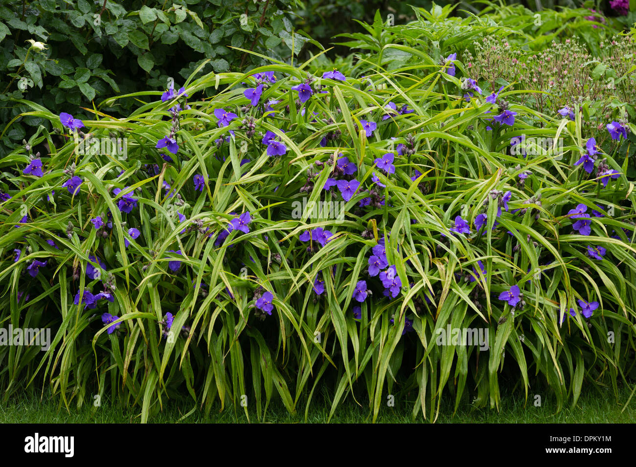 Spiderwort tradescantia andersoniana hi-res stock photography and ...
