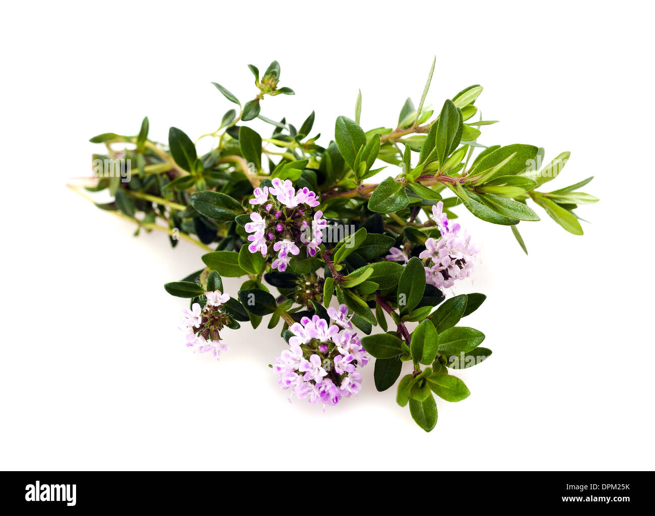 Savory flowers isolated on white Stock Photo - Alamy