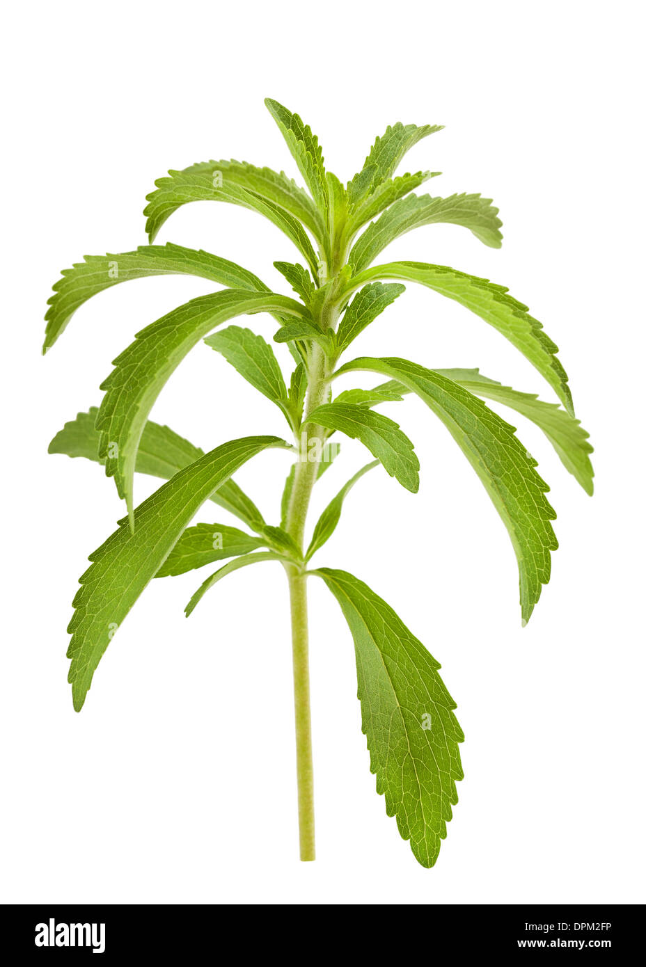 Stevia plant hi-res stock photography and images - Alamy
