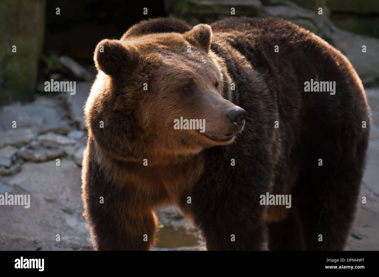 The brown bear in the Kaliningrad Zoo. Predator. A wild animal Stock ...