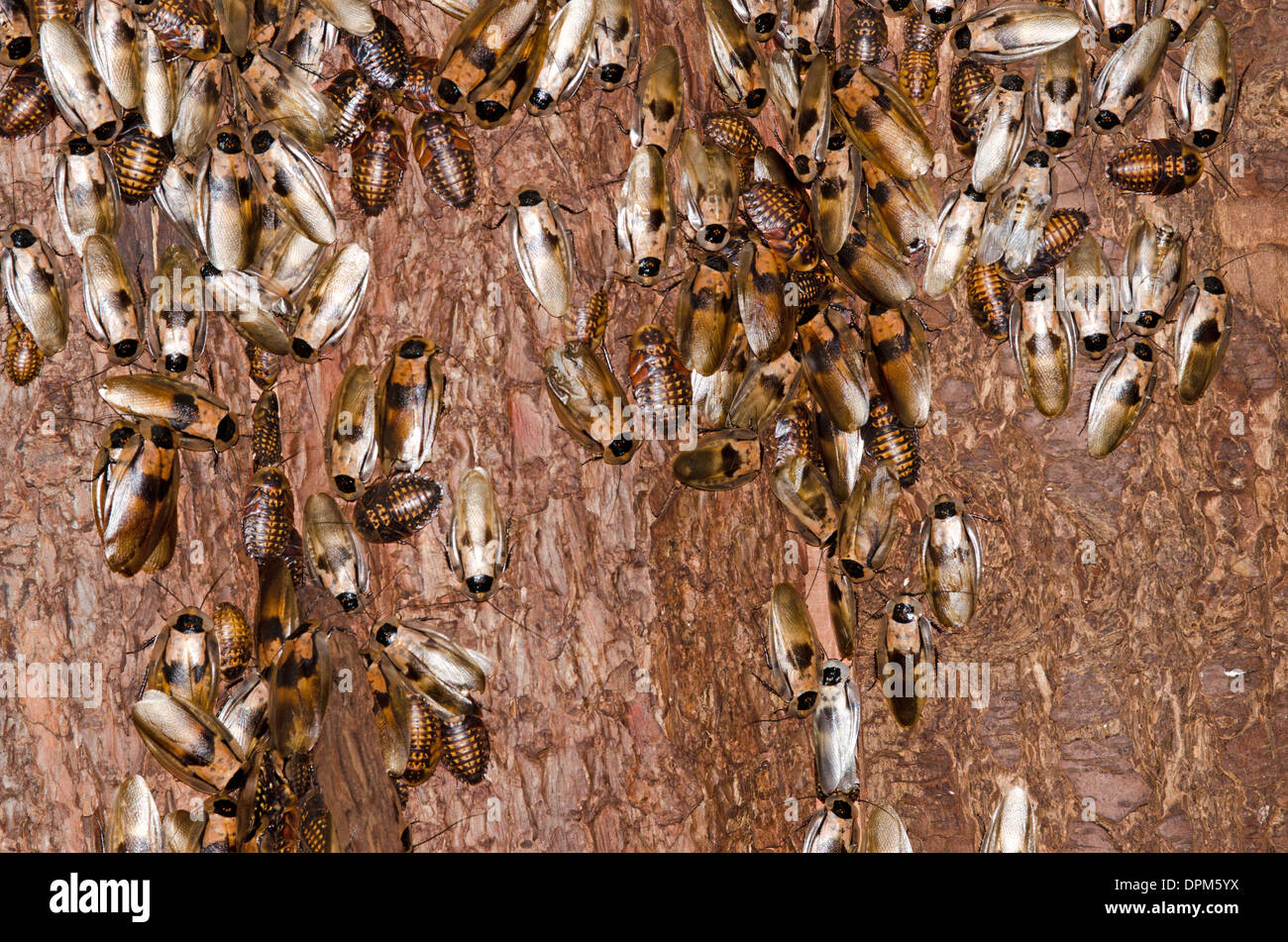 Cockroaches on tree bark Stock Photo - Alamy