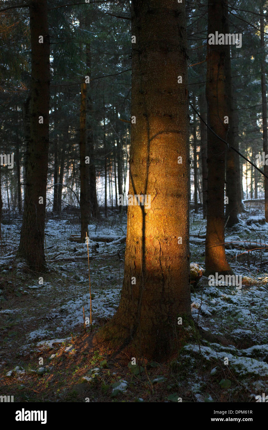 Estonian forest landscape in January near Tartu EU Stock Photo - Alamy