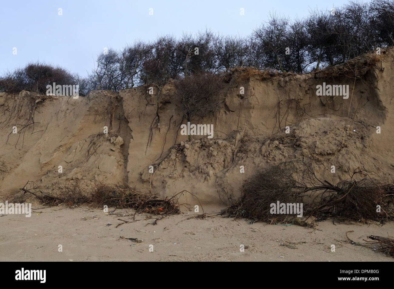 Erosion of sand dunes at Cefn Sidan Beach Pembrey Country Park ...