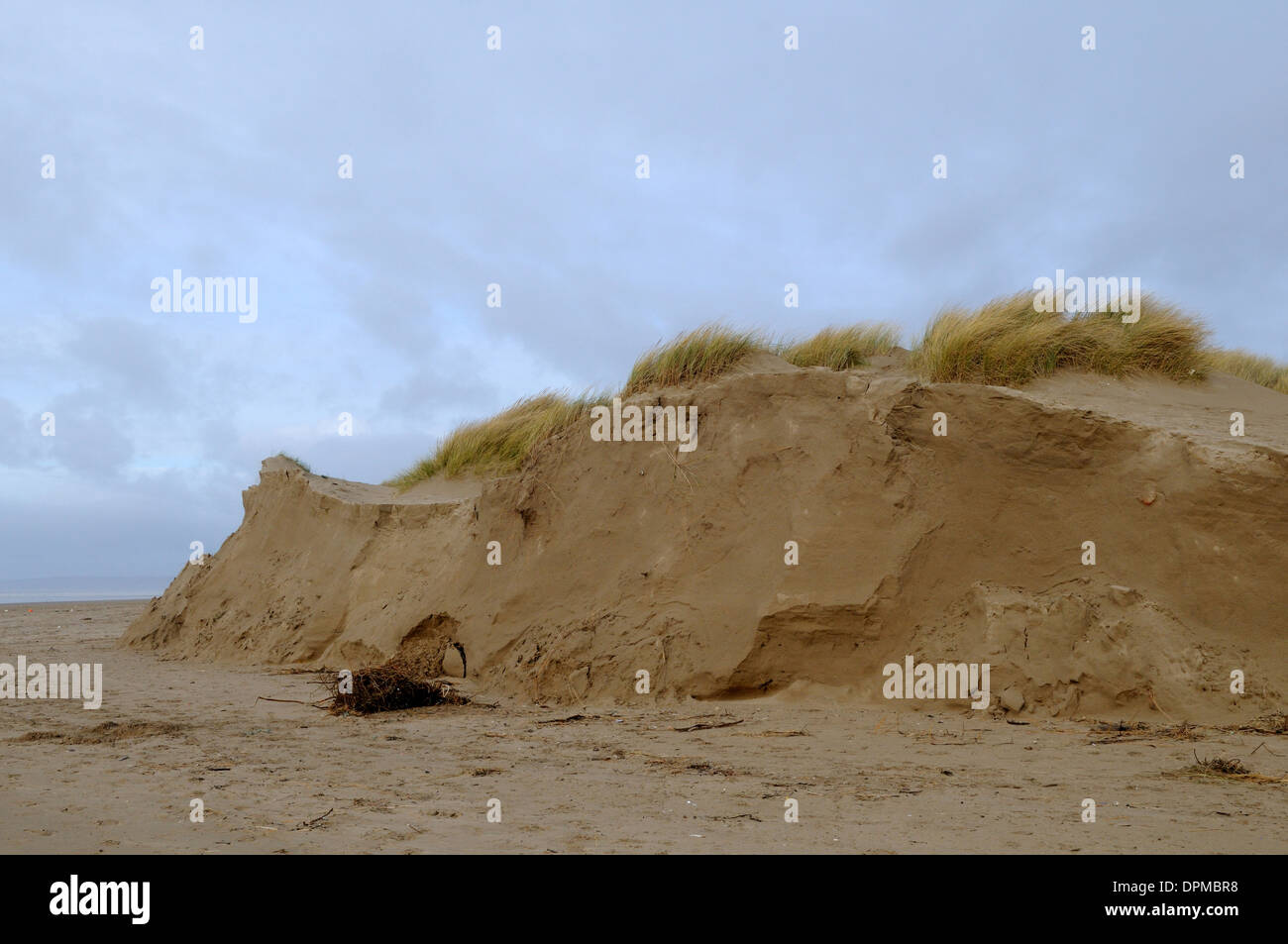 Erosion of sand dunes at Cefn Sidan Beach Pembrey Country Park ...