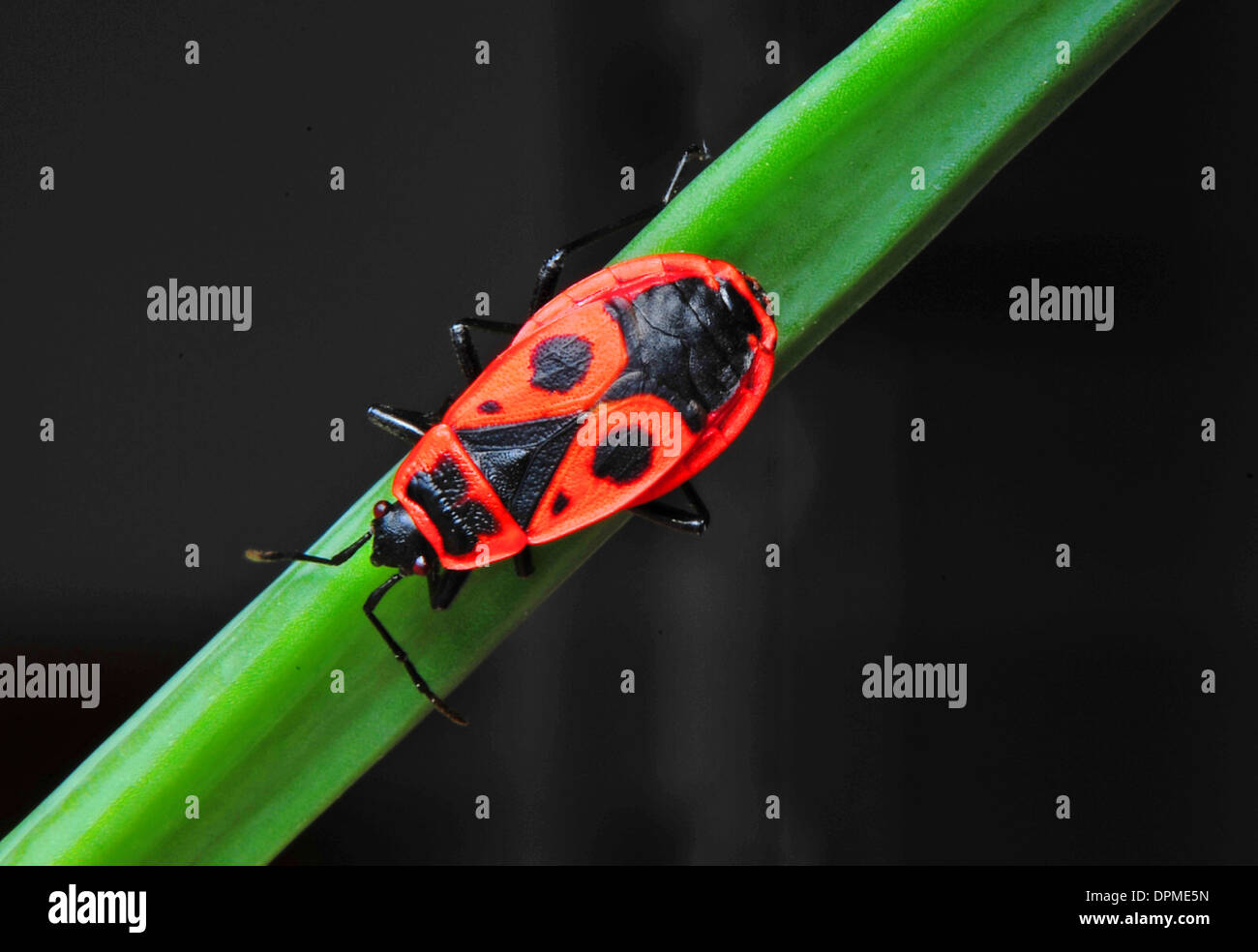 Grass and beetle hi-res stock photography and images - Alamy