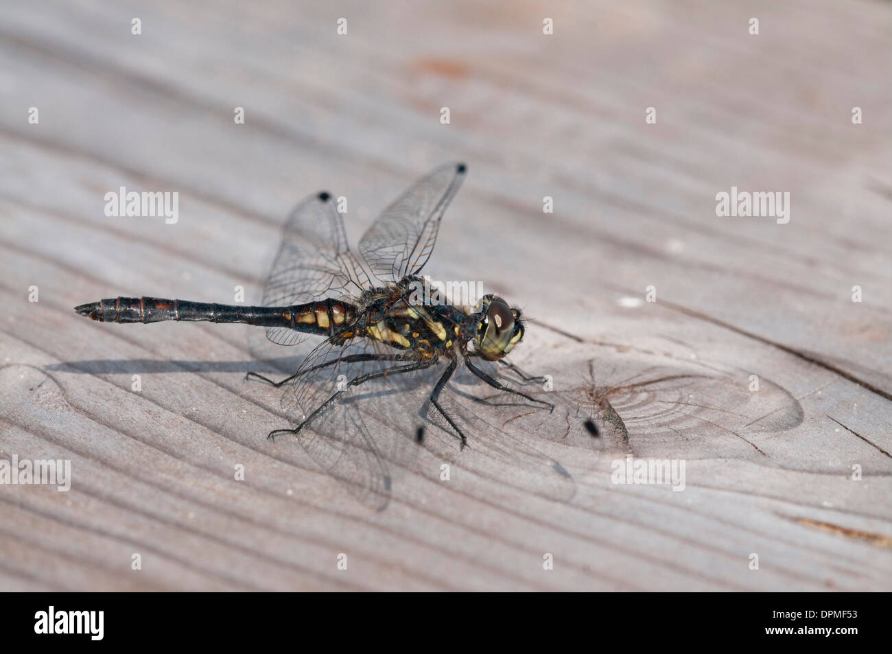 Black sympetrum sympetrum danae hi-res stock photography and images - Alamy