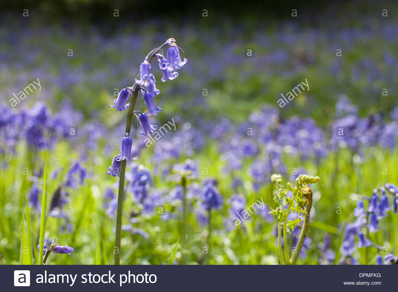 Hyacinthus Non Scripta Stock Photos & Hyacinthus Non Scripta Stock ...
